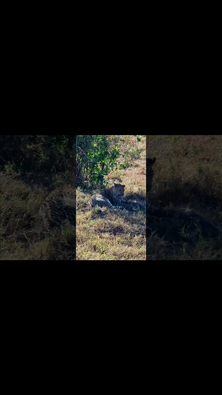 Leopard Eats A Mongoose! #shorts | #ShortsAfrica