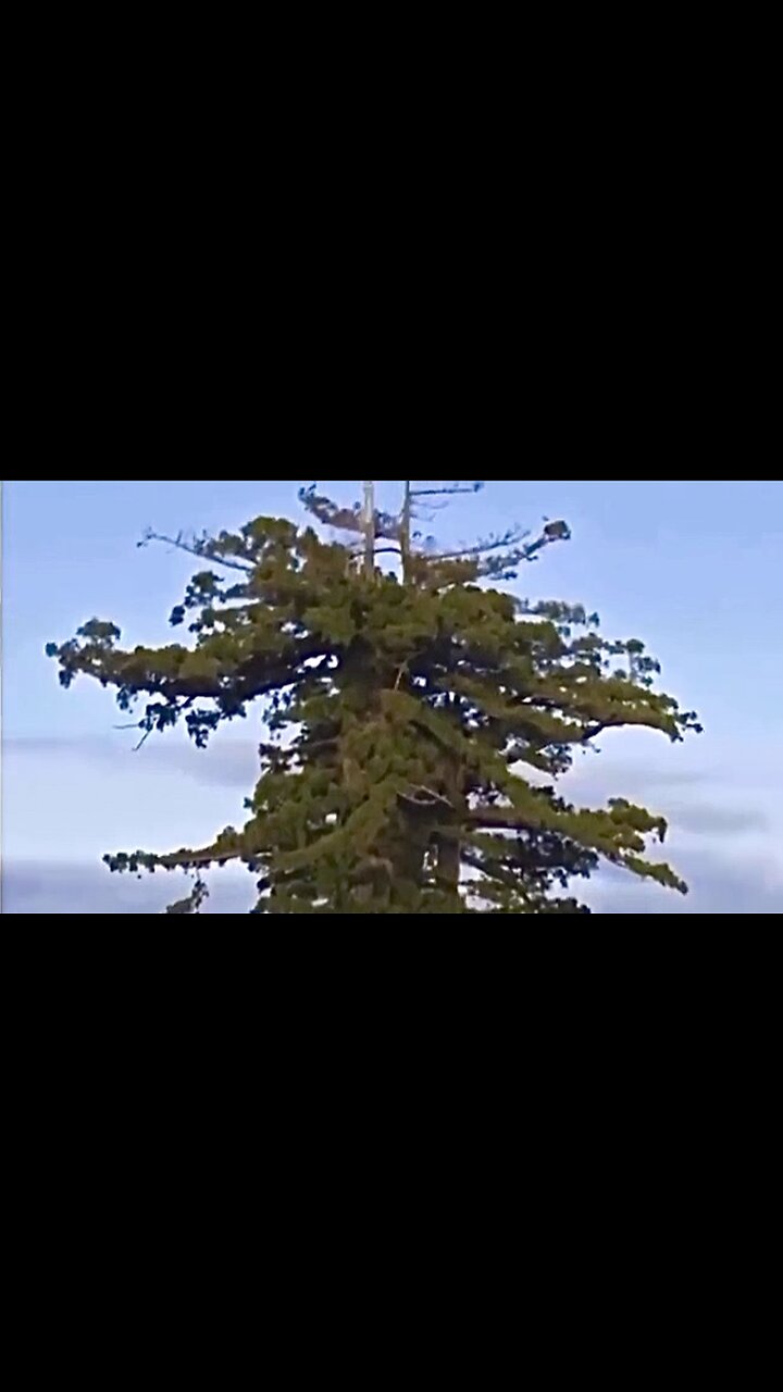 HYPERION - The tallest tree in the world at 380ft. - Discovered in 2006 ...