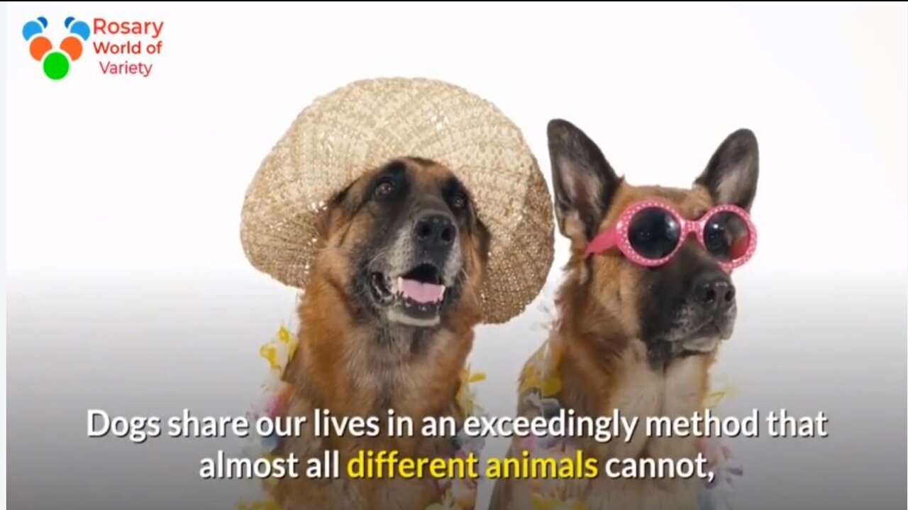 How to Choose the Perfect Dog Breed dog loves you, German, shepherd ...