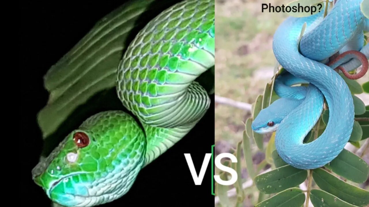 Beautiful Blue & Green Viper Snakes! Your Favorite is? #snakes #vipers ...
