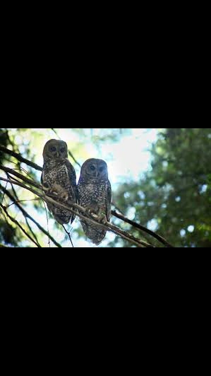 Why is the US going to slaughter hundreds of thousands of owls?