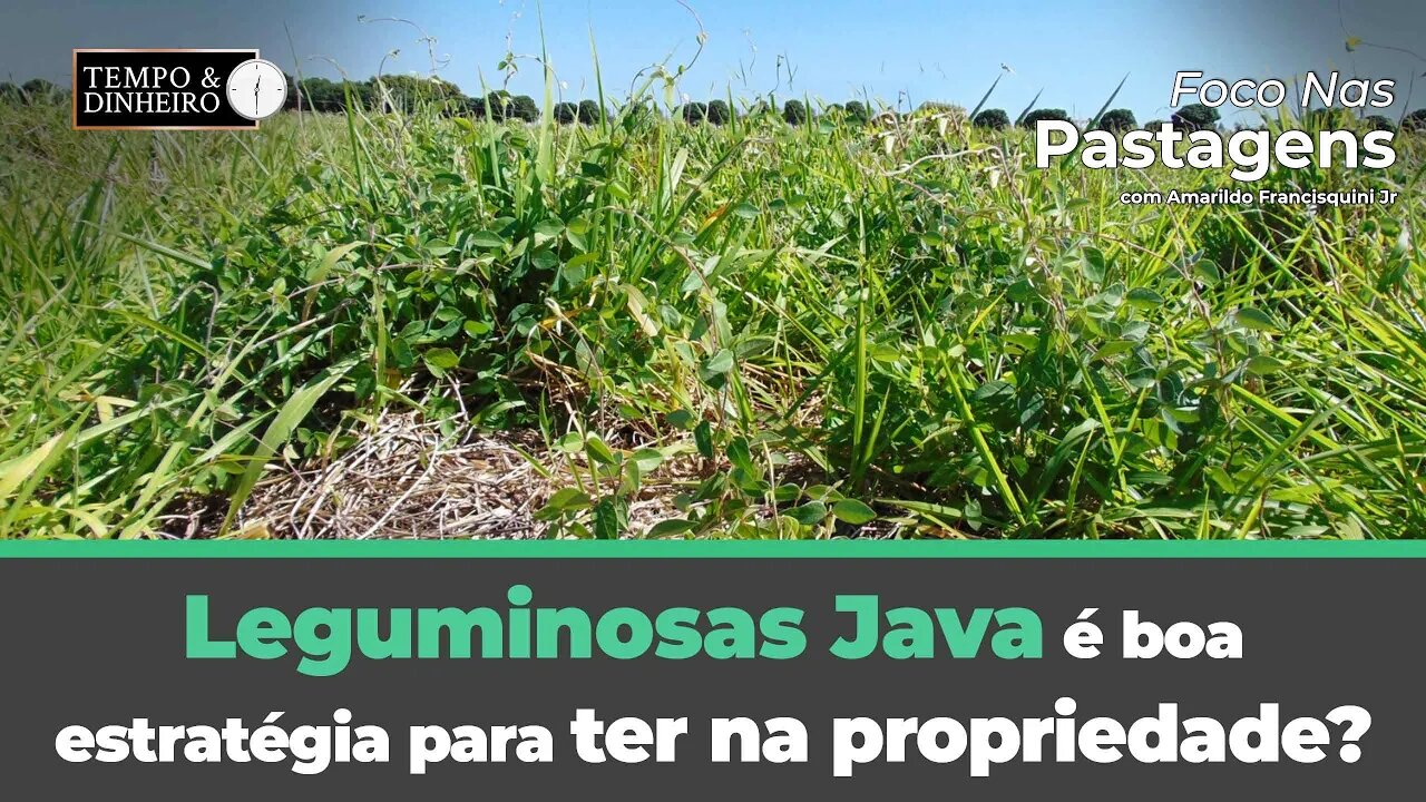 Leguminosas Java, é boa estratégia para ter na propriedade? Foco nas ...