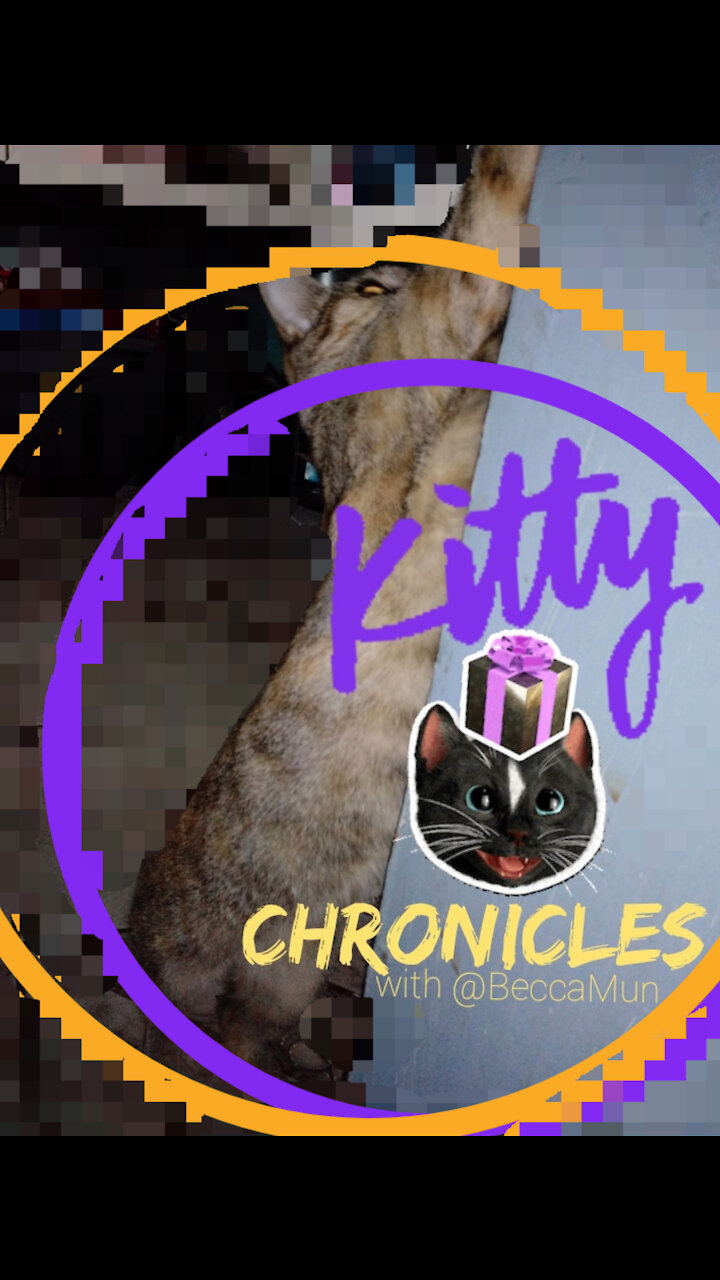 Kitty Chronicles with BeccaMun - The Introduction