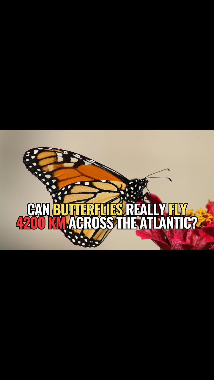 Can Butterflies Really Fly 4200 km Across the Atlantic?