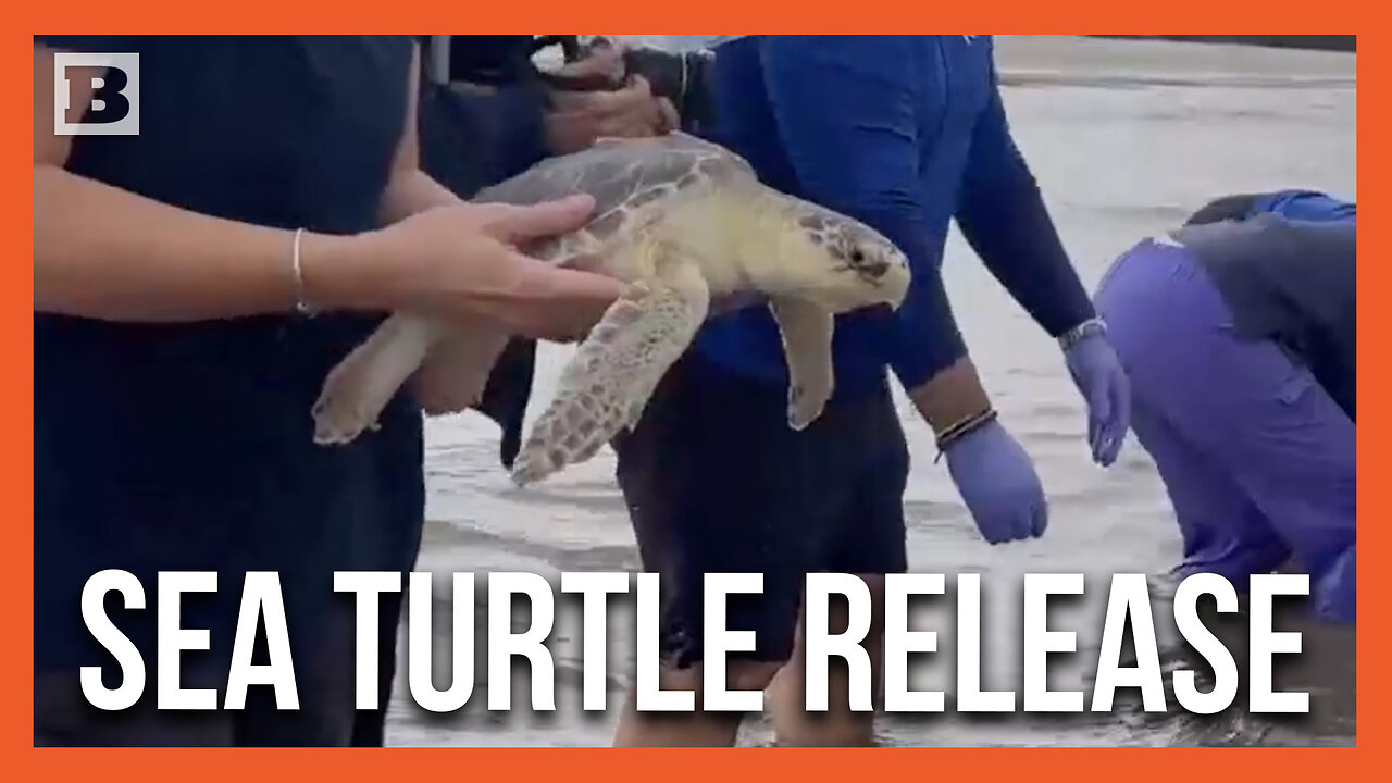 Sea Turtles Brought Back to Ocean After Being Saved from Low ...
