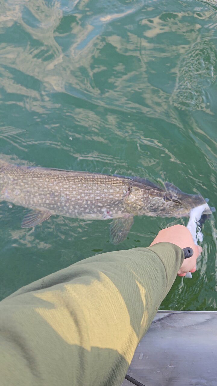 5 lb Pike st Lawrence river