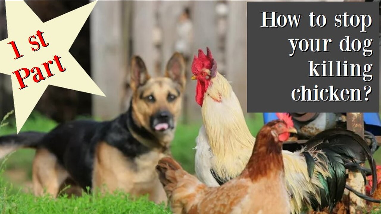 PART 1 What to do when your dog attack or kill the chickens