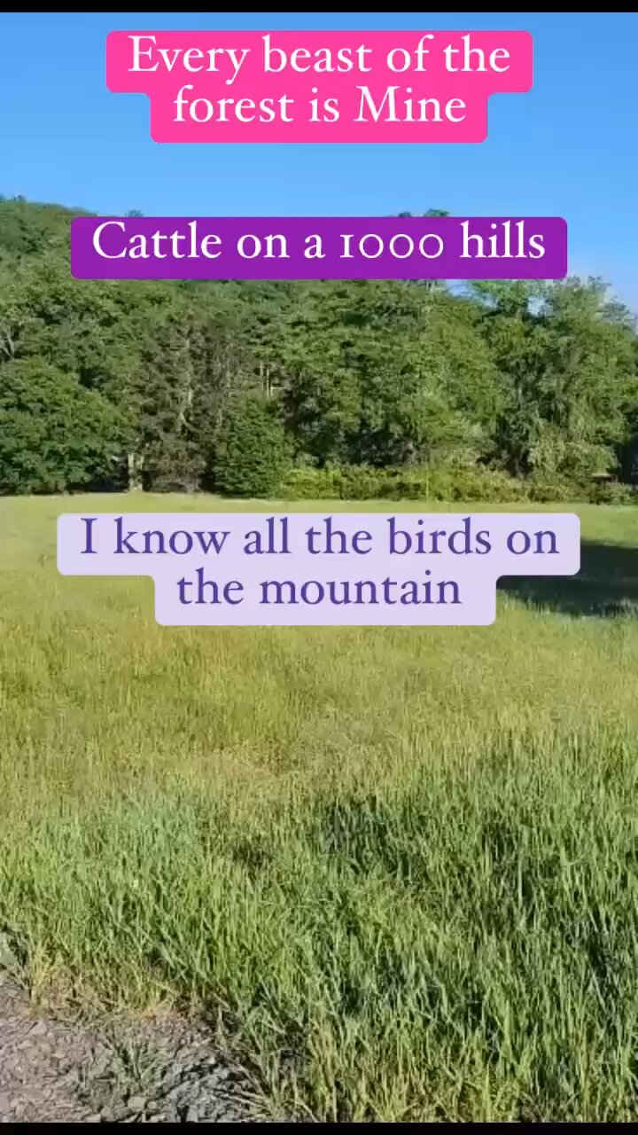 God knows the birds. He own the cattle #psalm 50 #bible #God #Jesus # ...