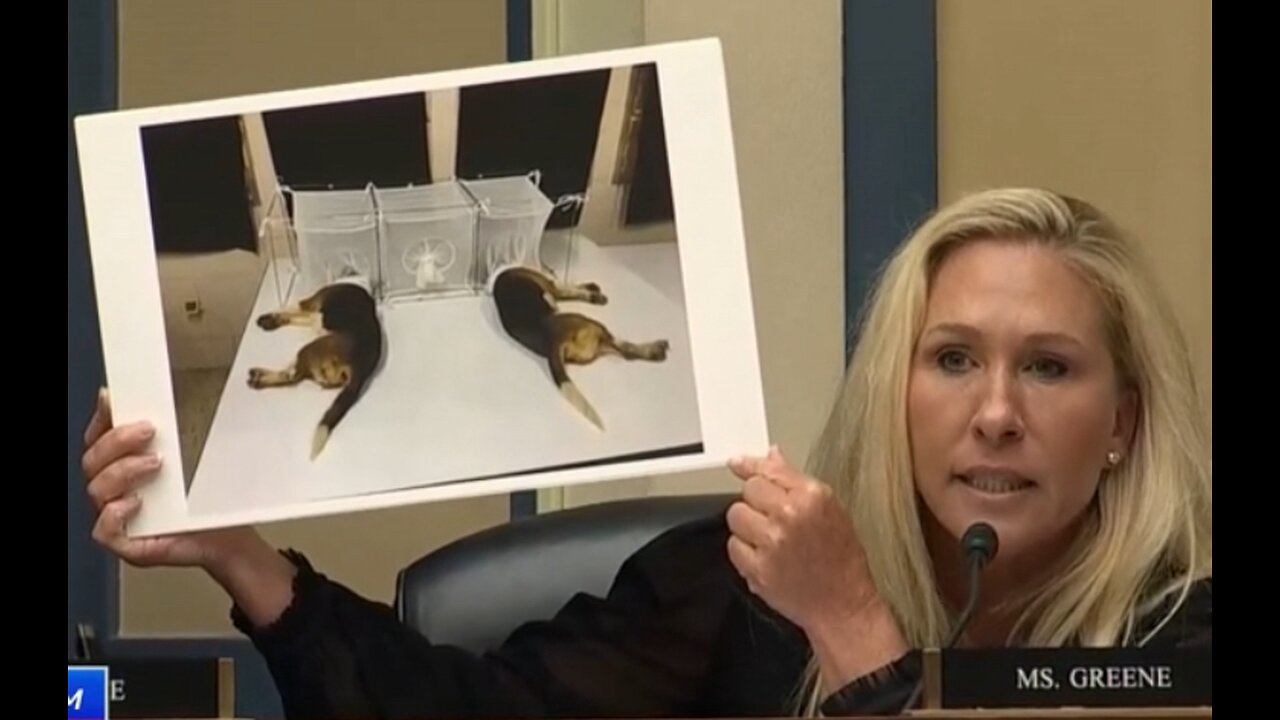 MTG confronts Fauci on ‘disgusting and evil’ experiments on beagles
