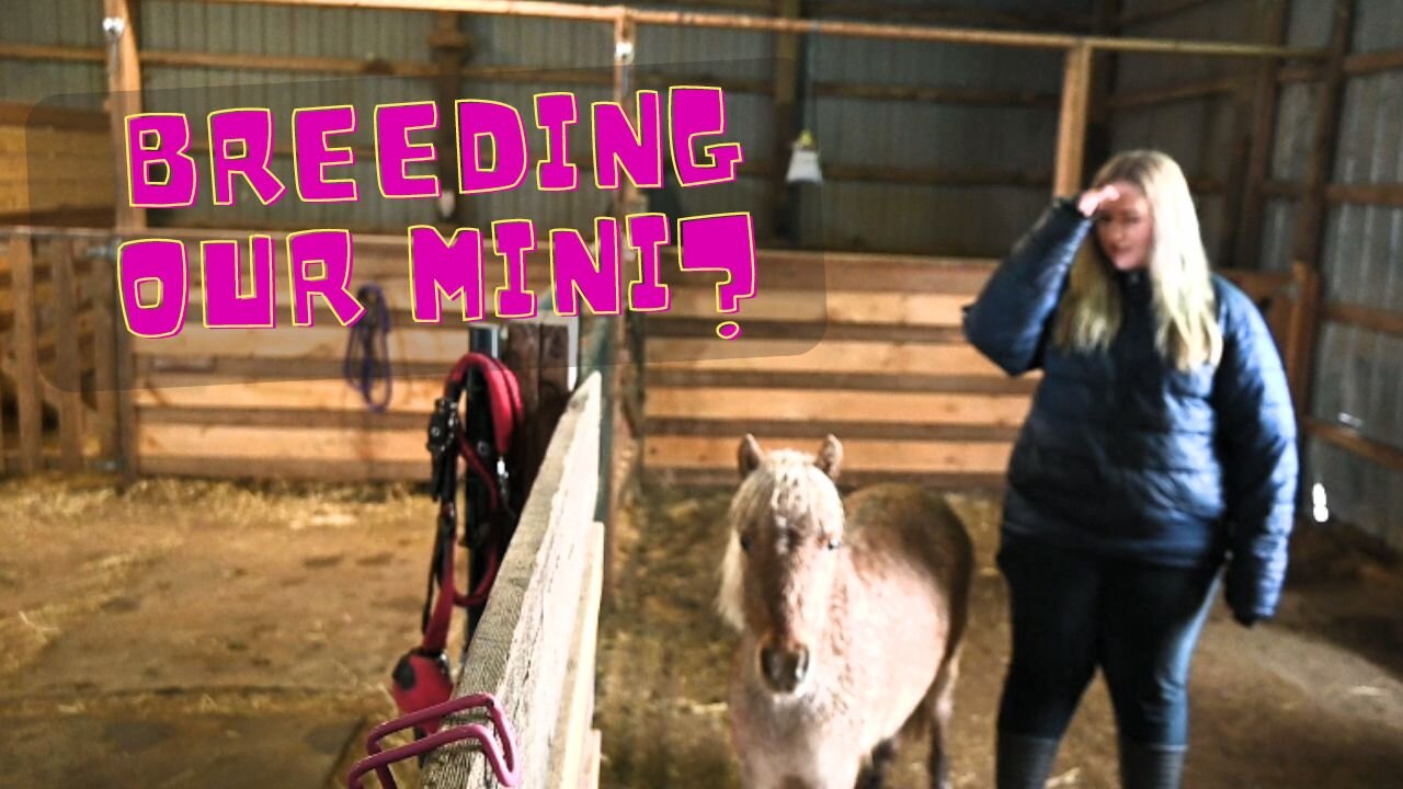 Breeding Our Miniature Horse