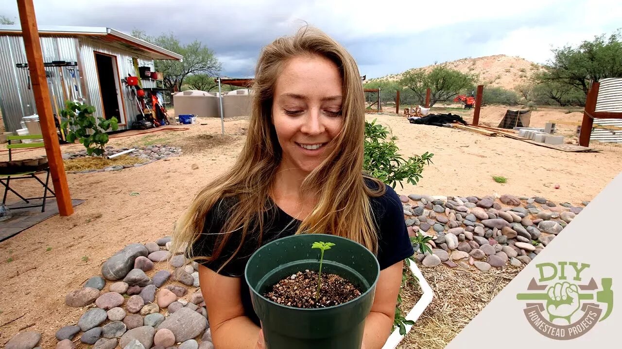 Why We Plant Our Trees In Basins! Rainwater Harvesting & Collection