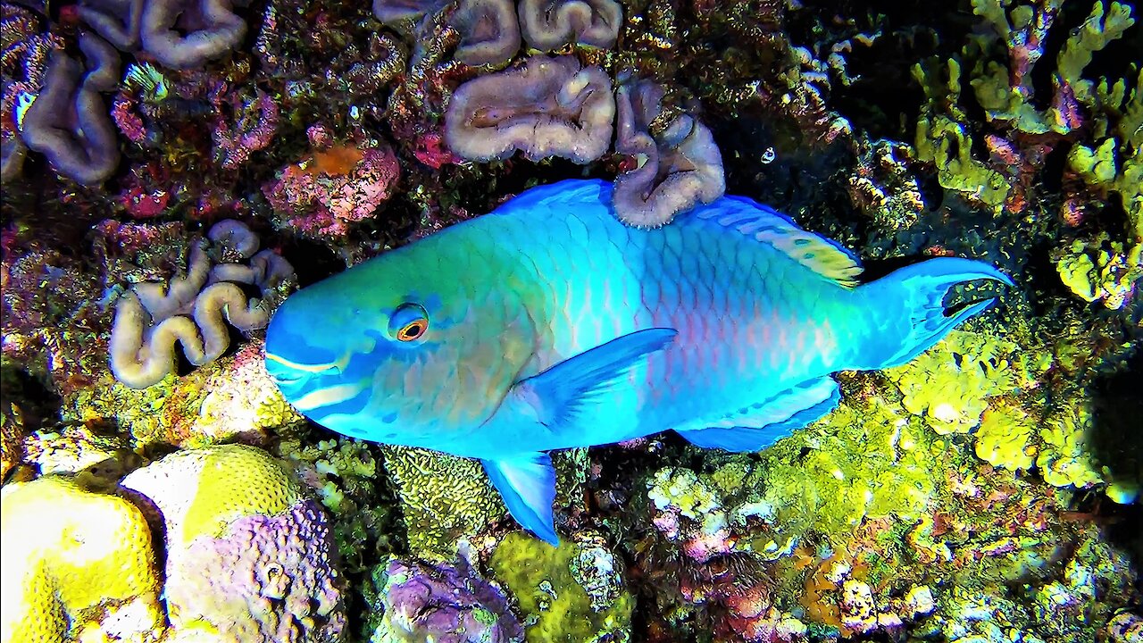 Gigantic beautiful fish creates the sand on our tropical beaches