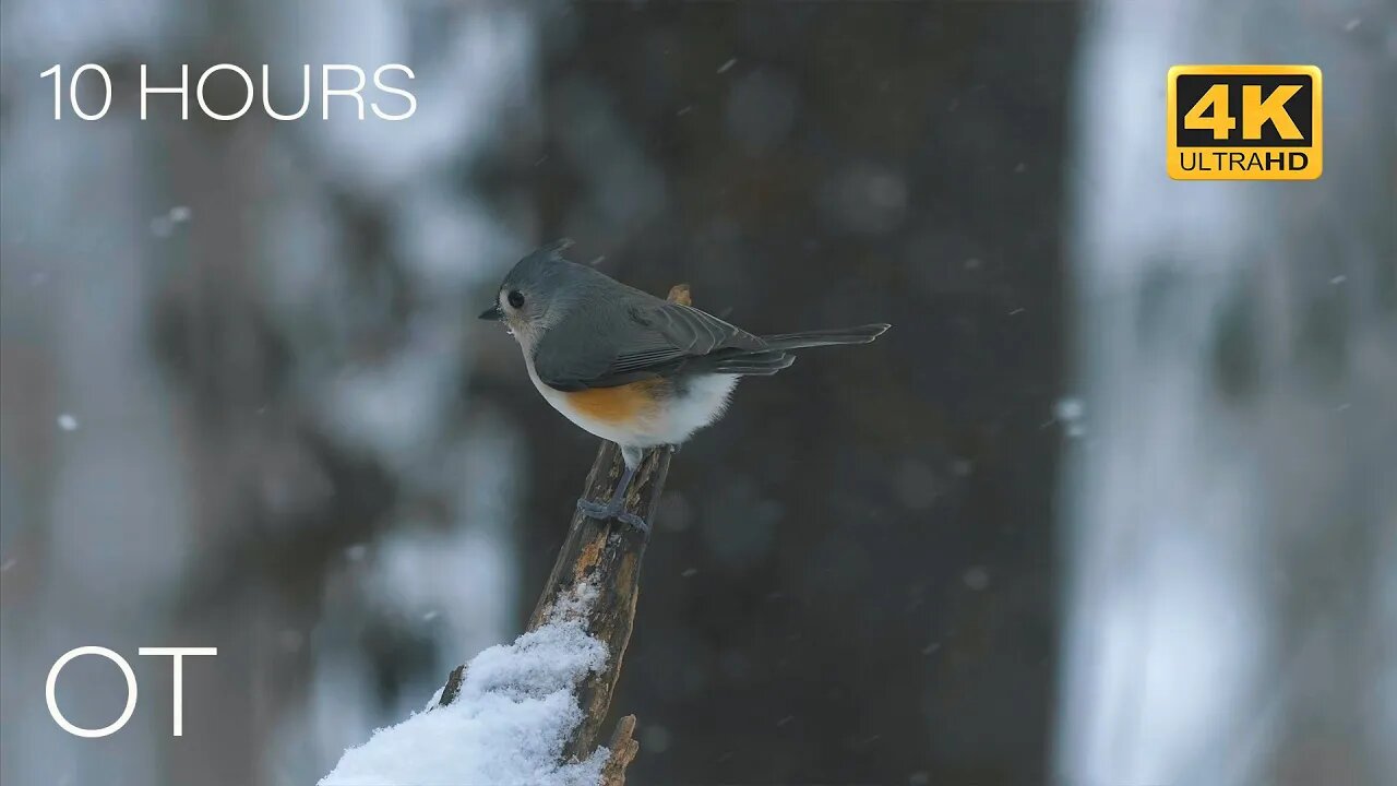 Relaxing Bird Scenes With Ambient Forest Bird Sounds 4K | Sleep | Study ...