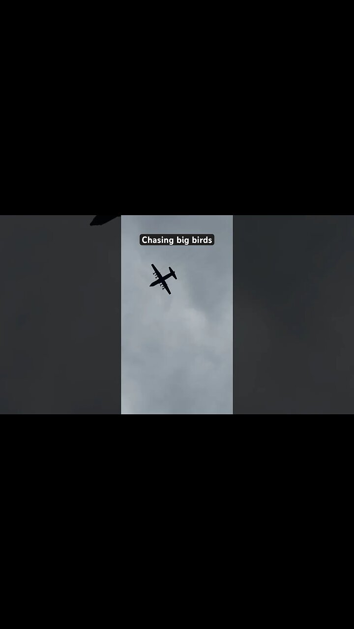 Chasing big bird! #goldenretrievers #pei #aircraft #military