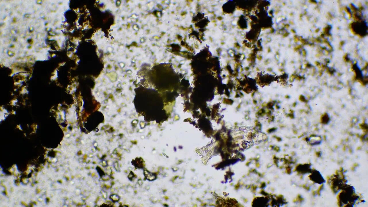 Rotifer under microscope in 4K! Can see its cilia spinning and creating ...