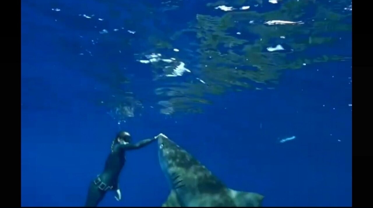 Wow ! Please do not attempt this! 🦈