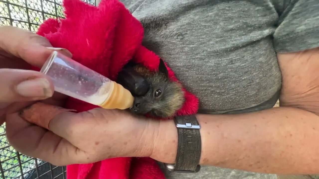 First Time Mum Feeds A Cute Baby Bat Her Milk - Meet Cotton Top, an ...