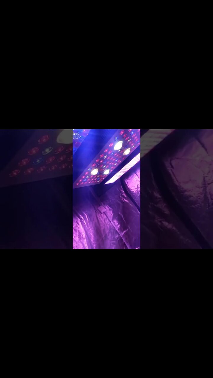 Native Sun Genetics - Winter Grow