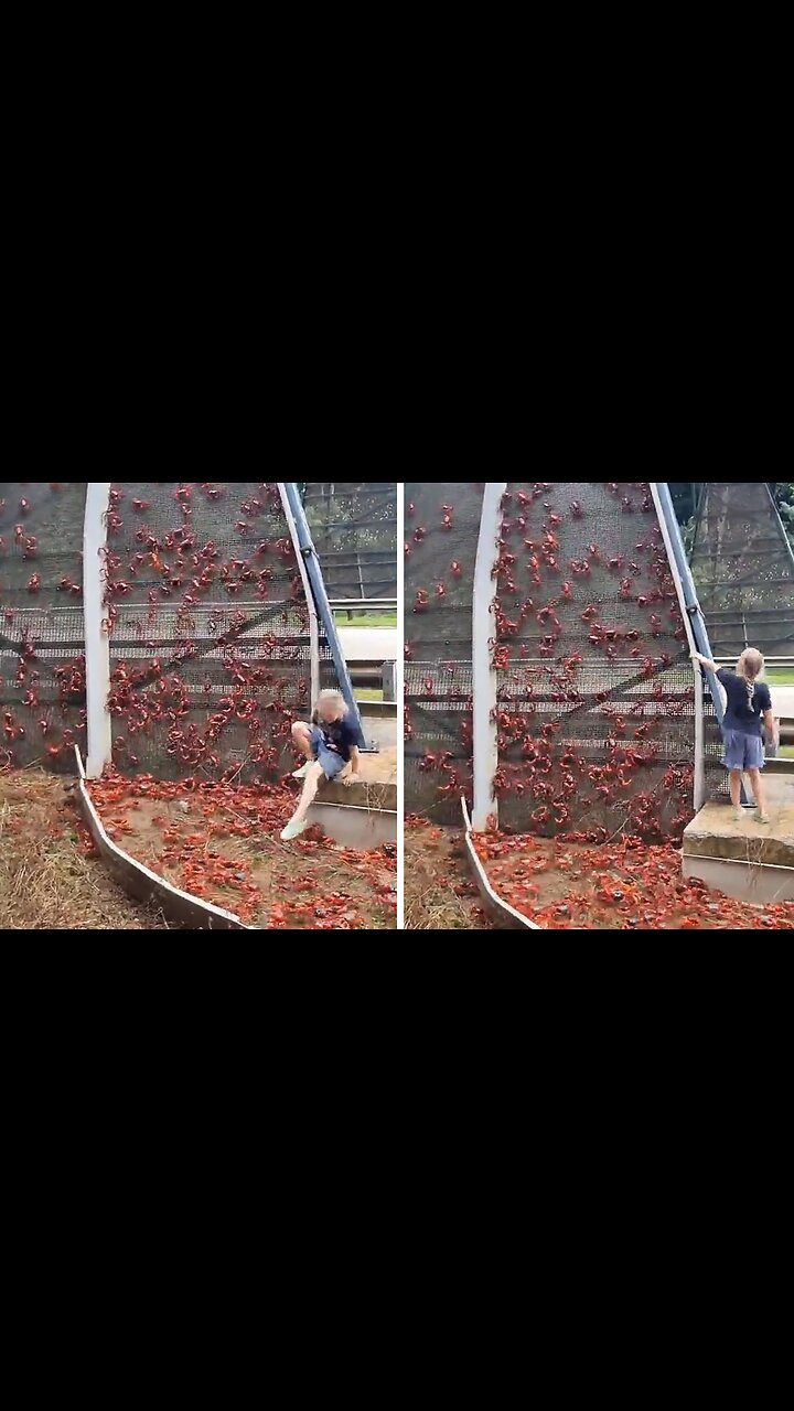 Time Lapse Captures Epic Crab Migration