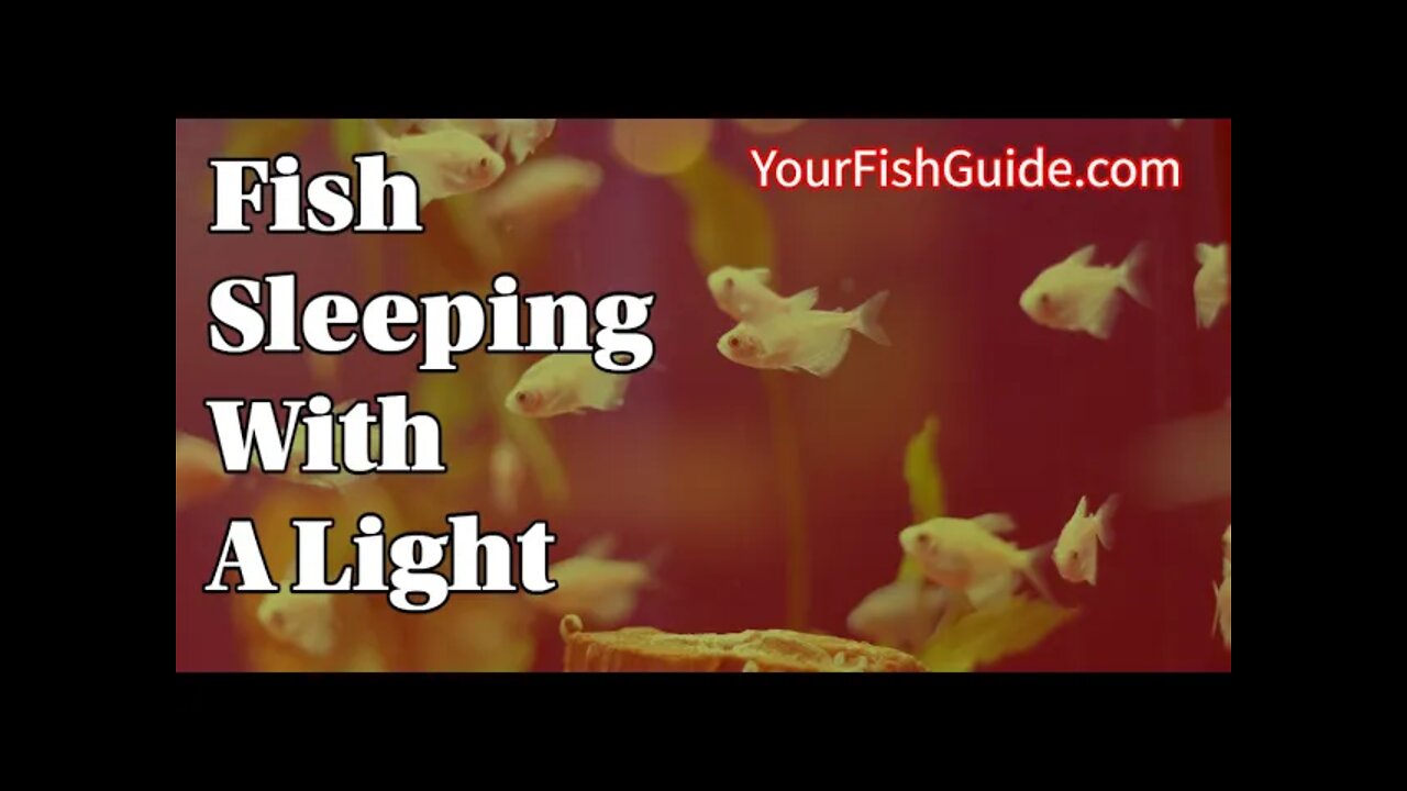 Can Fish Sleep With A Red Light On? ~ Fish Sleep Cycle w/ a Red Light ...