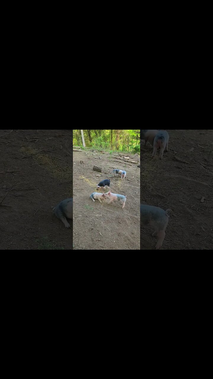 Little Pigs Tussle over Food @UncleTimsFarm #kärnəvór #carnivore # ...