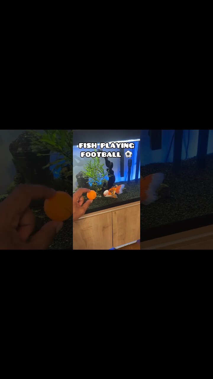FOOTBALL PLAYING FISH ⚽️ #fancygoldfish #goldfishtank #fish #goldfish # ...