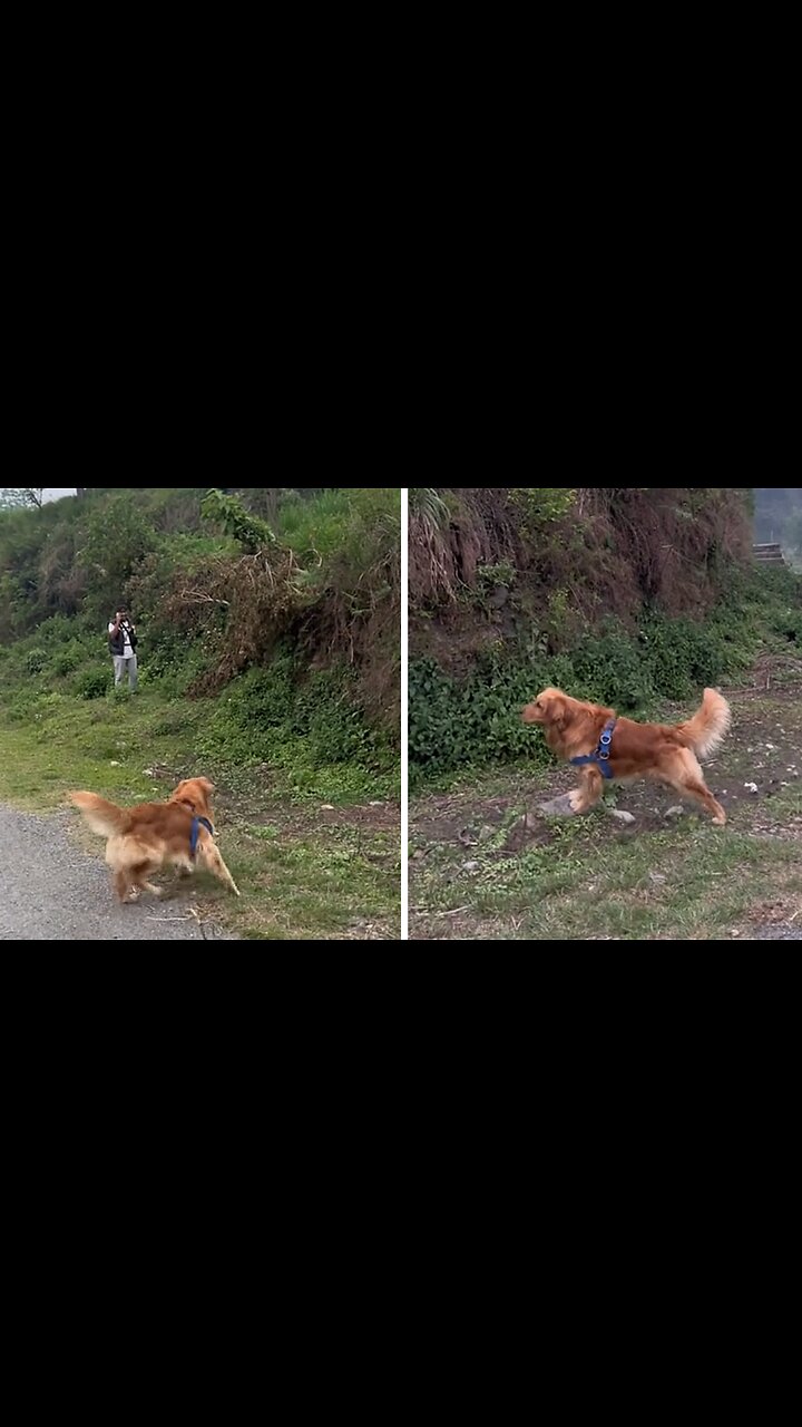 Dog's hilarious overreaction to moving branch