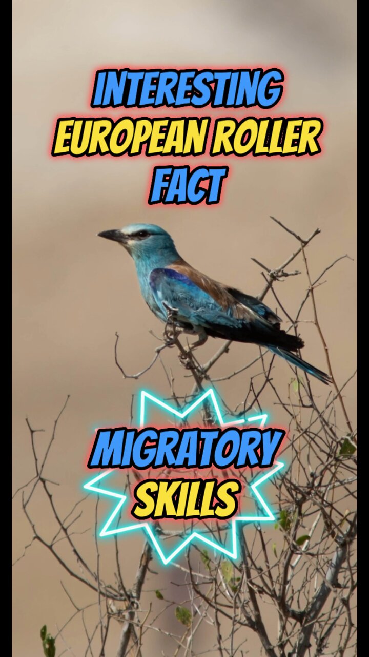 Interesting European Roller Fact | Migration Skills #europeanroller # ...