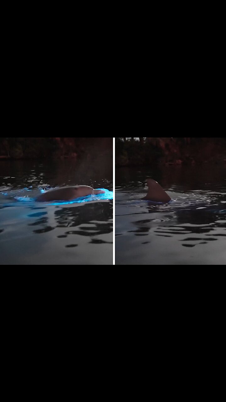 Have You Ever Seen A Dolphin Chase Its Dinner Through Bioluminescence?