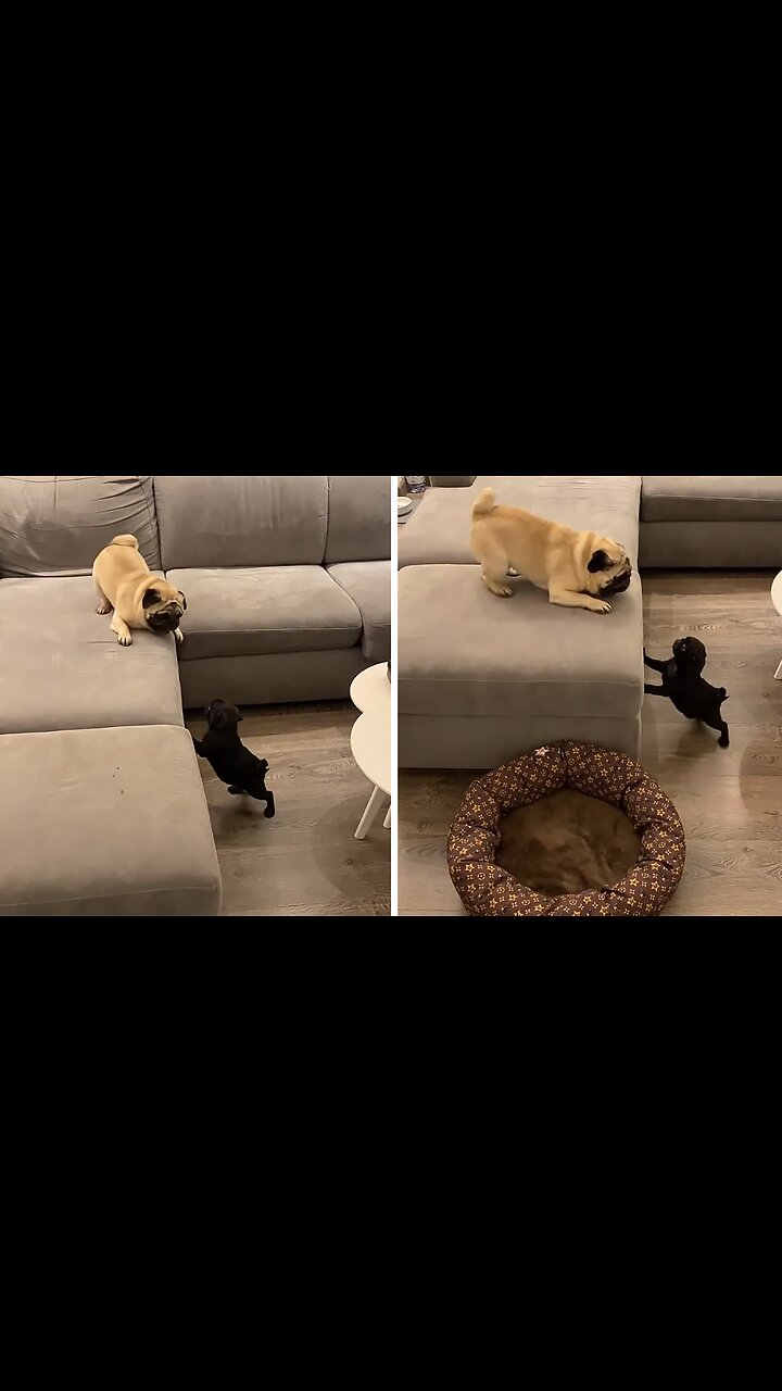 Pug's First Time Meeting New Puppy Addition