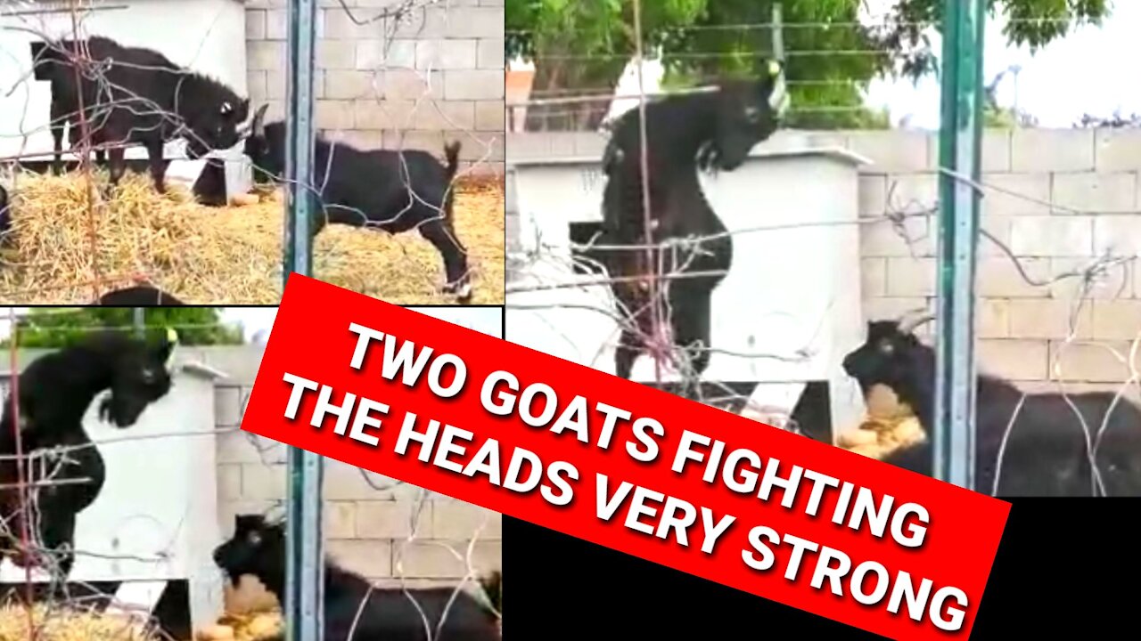 DRAMATIC MOMENT TWO GOATS FIGHT THE HEADS VERY STRONG