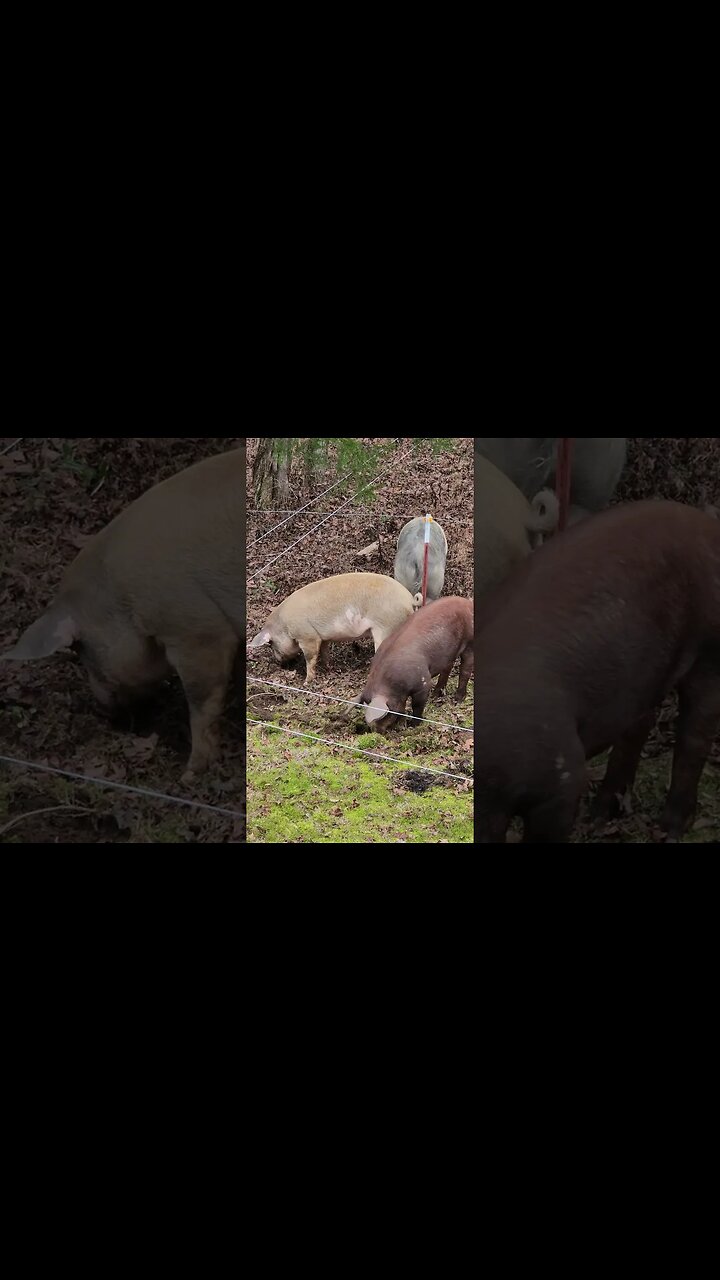 Pigs Foraging for Grubs @UncleTimsFarm #kärnəvór