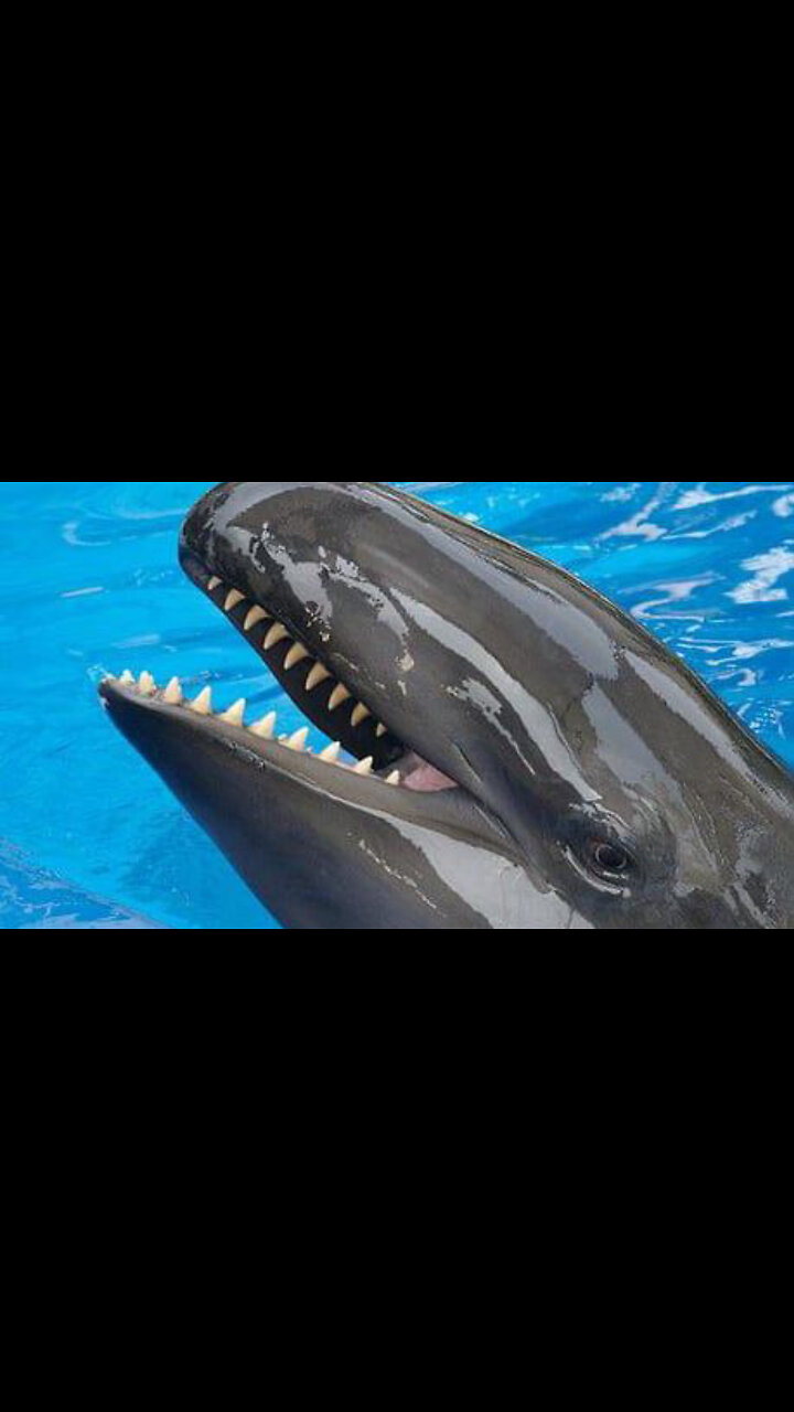 How Bizarre Is A Wholphin?