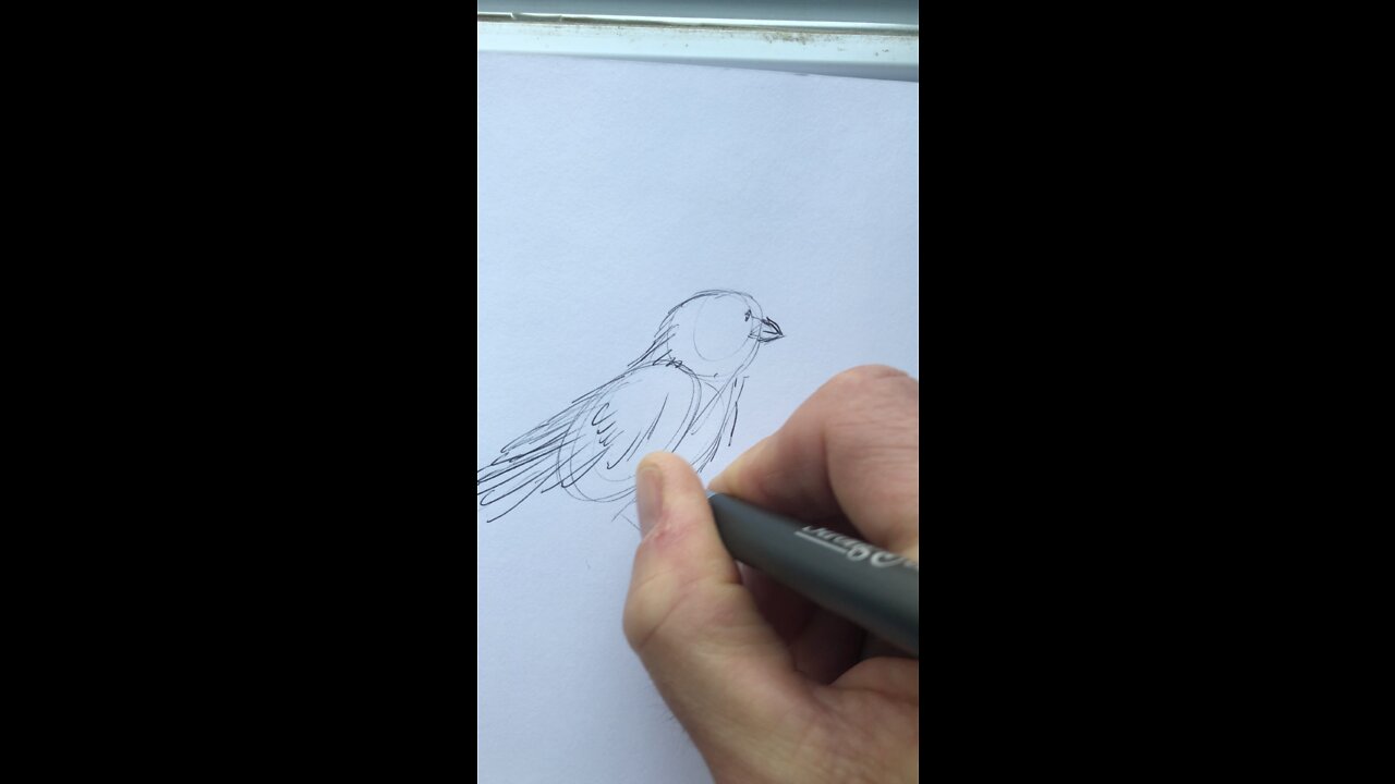 The bird sketch
