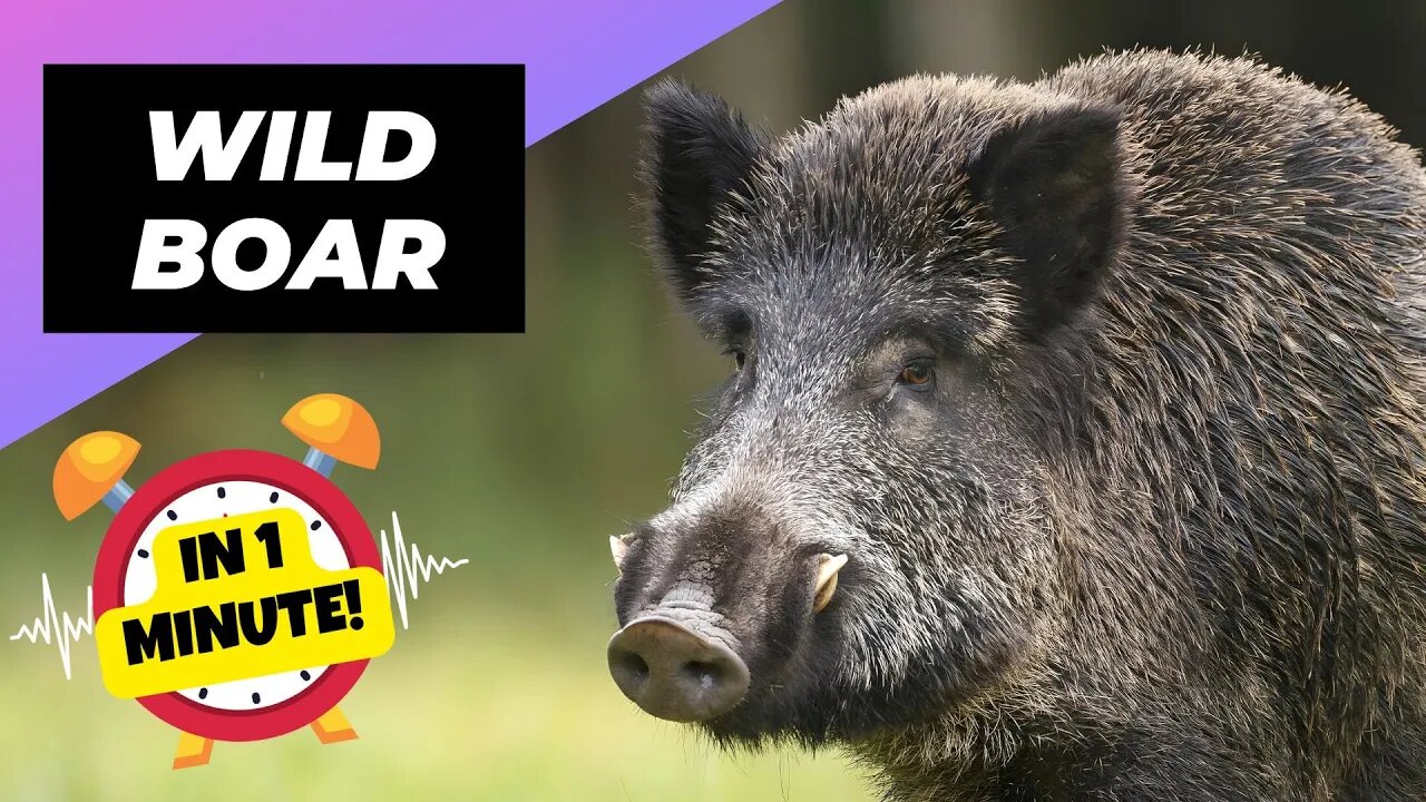 Wild Boar - In 1 Minute! 🐗 The Ferocious Beast Of The Forest | 1 Minute ...