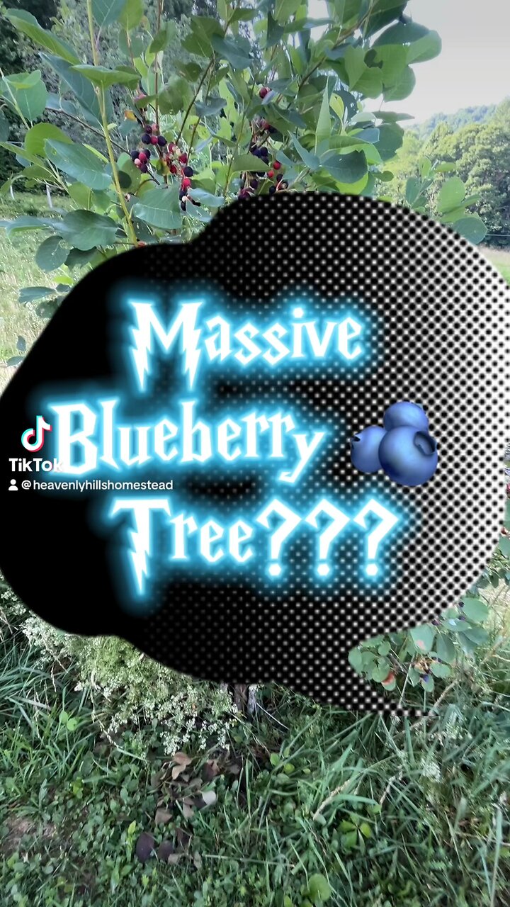 Massive Blueberry Tree??