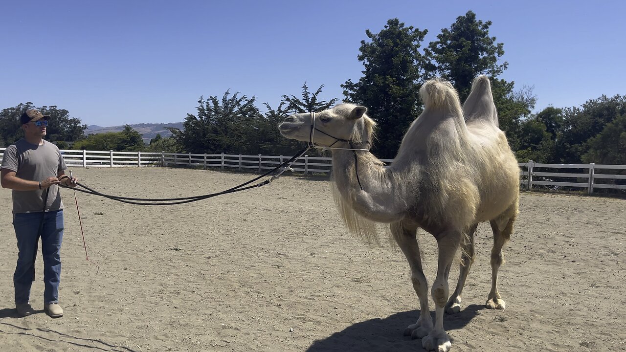 Dubs the camel with Nick Morrow