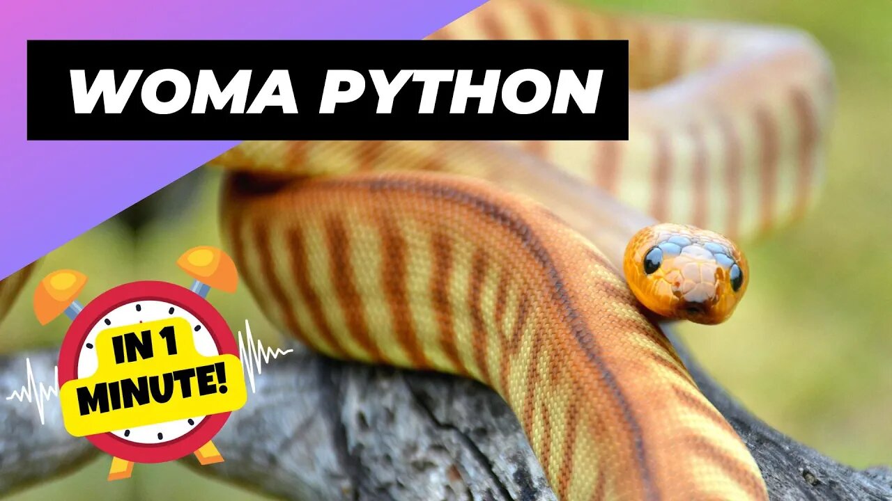 Woma Python - In 1 Minute! 🐍 One Of The Most Beautiful Snakes In The ...