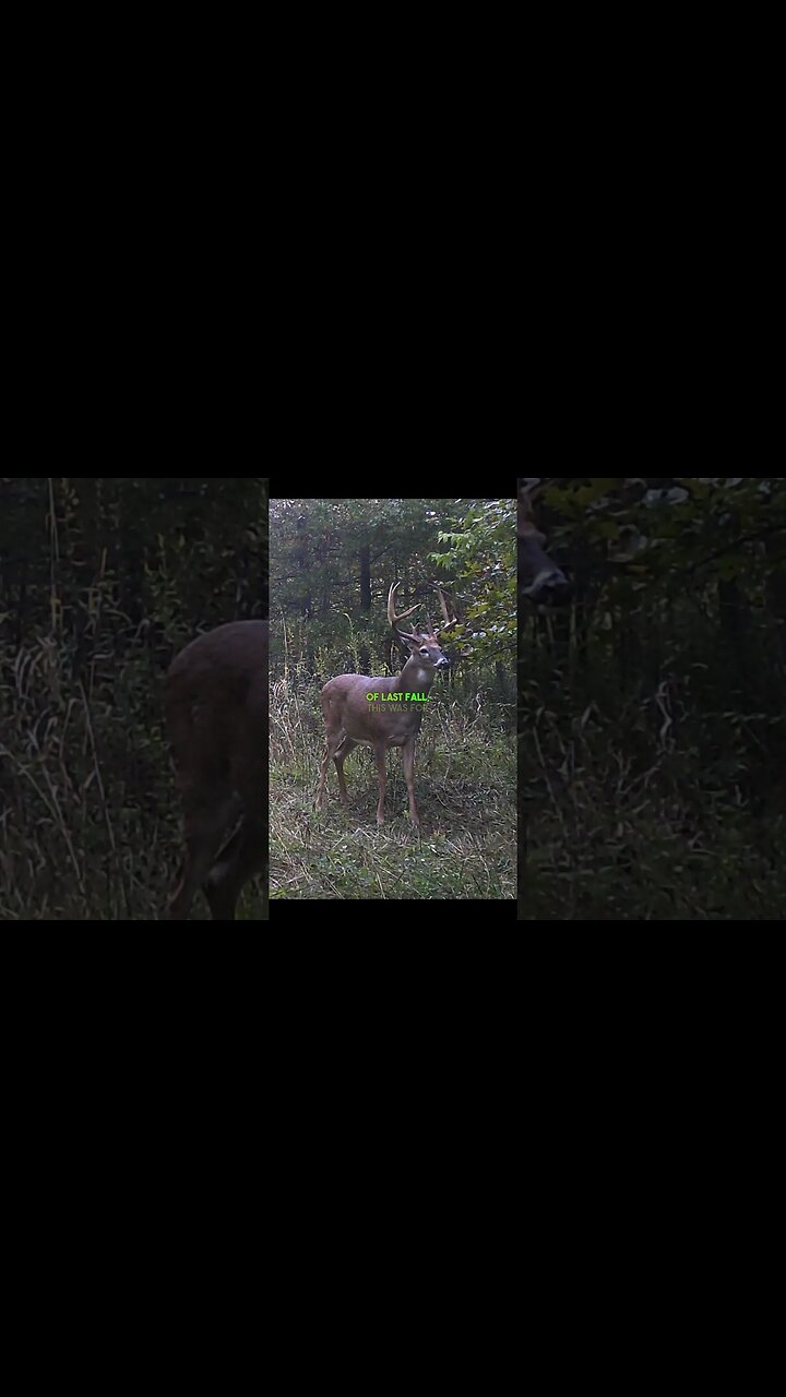 Make a big buck catalog! #deercast