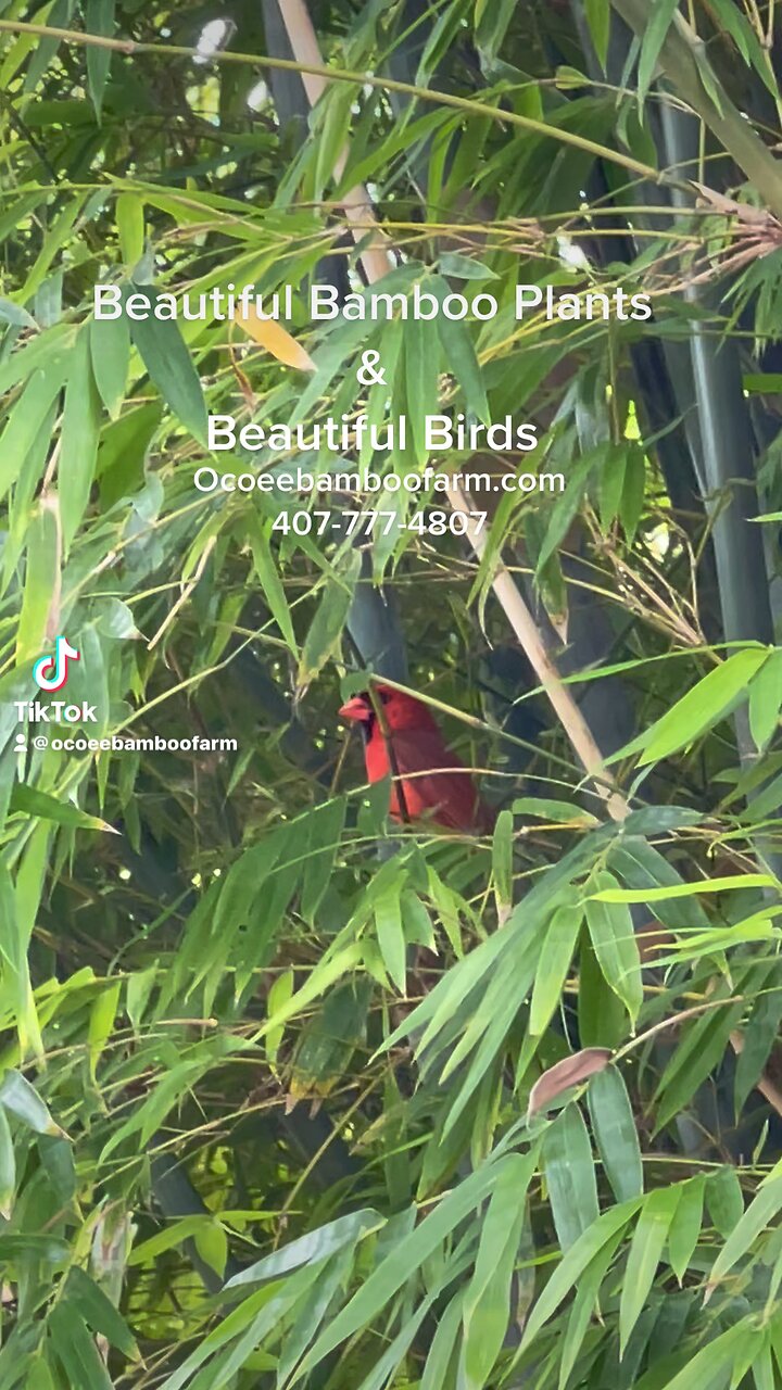 Look At This Cardinal Bird in our Beautiful Bamboo Plants 407-777-4807 ...