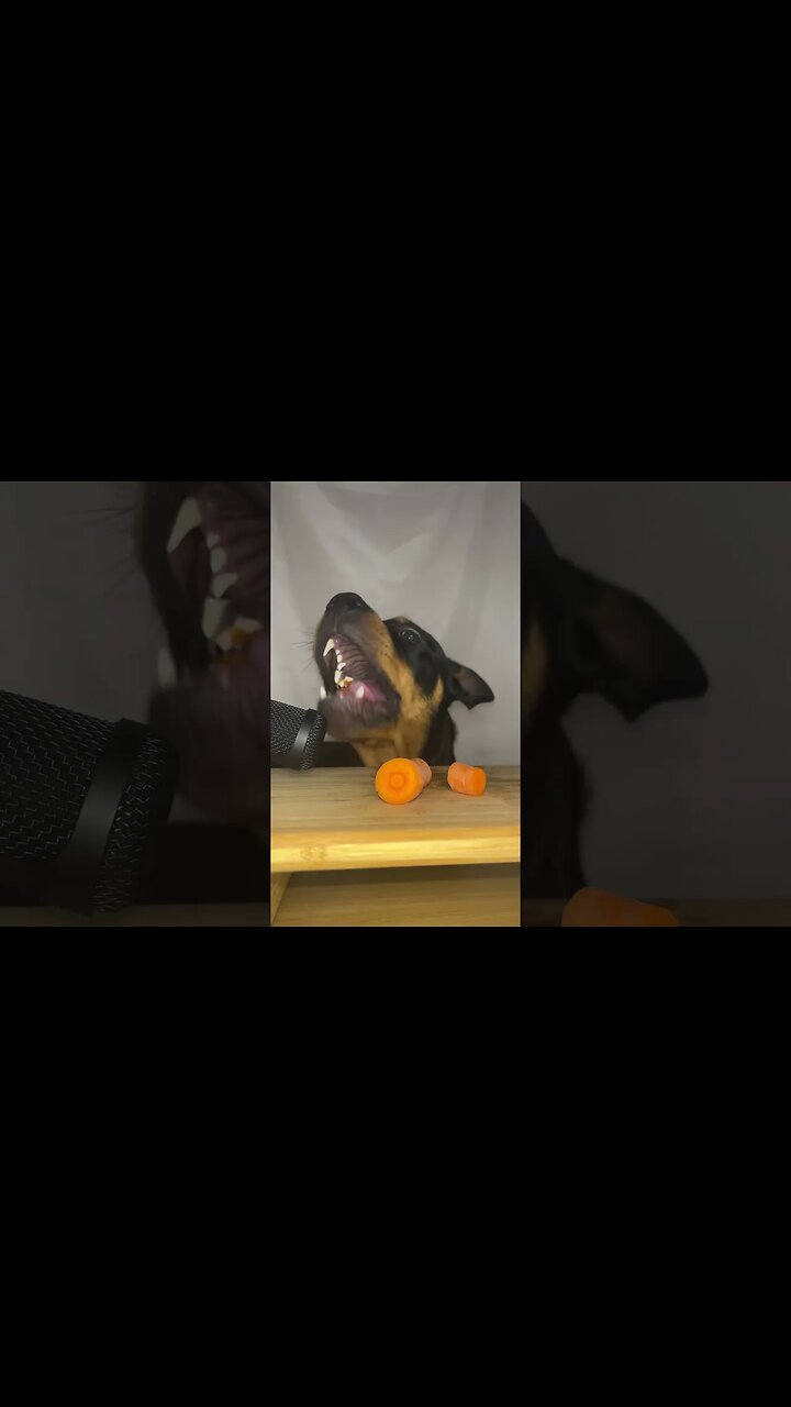 ASMR PUP ROCK EXCLUSIVE (MUST WATCH) [4K] #relax #asmr #shorts #short