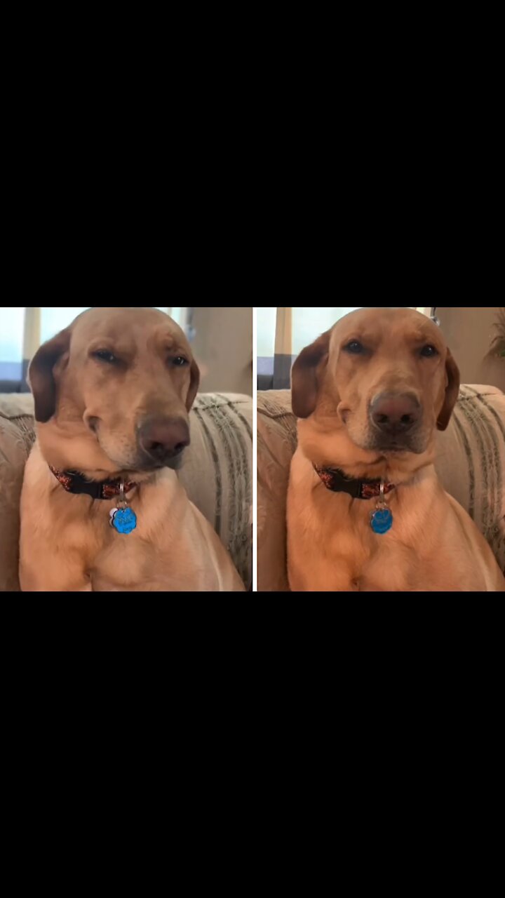 Dog always hides his guilt behind a smirk