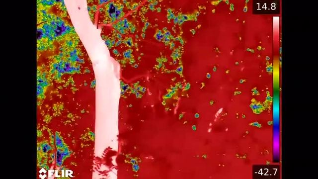 Thermal bat detection gets scientists in a flutter