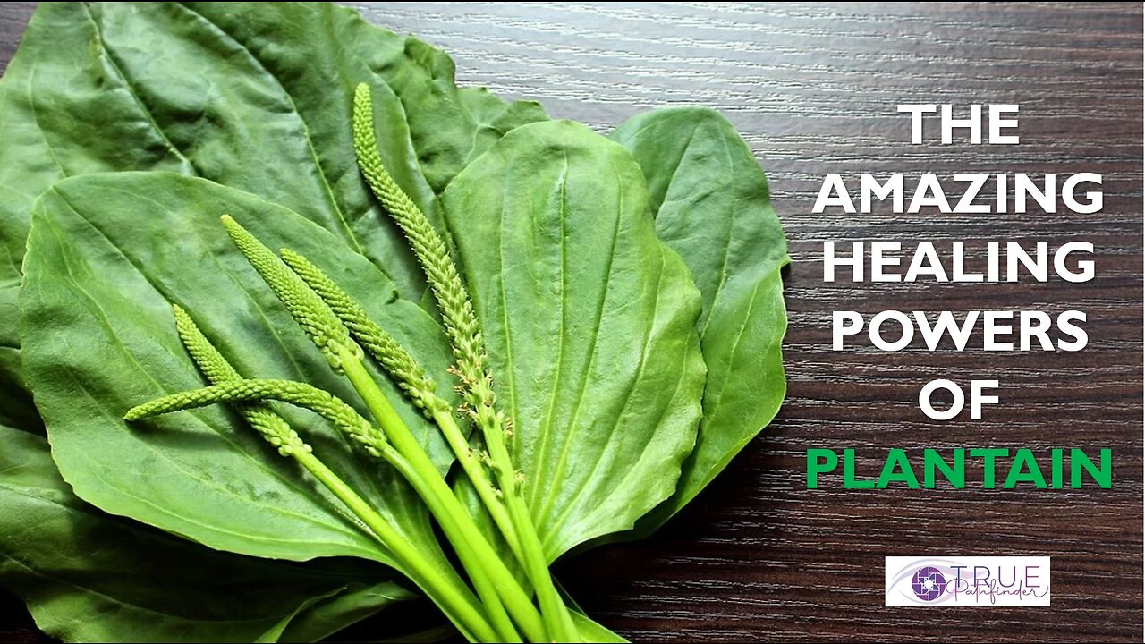 The Amazing Healing Powers Of Plantain True Pathfinder