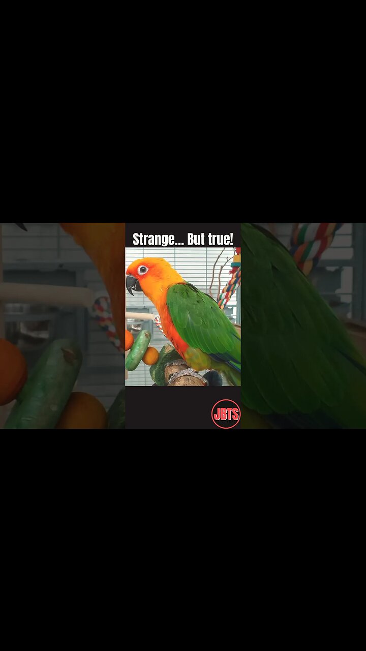 President Jackson’s Profane Parrot: Strange… But True!