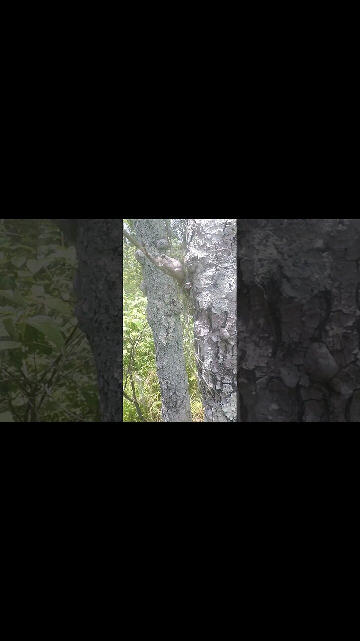 Little tree frog I stumbled across:Barataria Nature Presreve. Sorry no audio.#treefrog #Louisiana