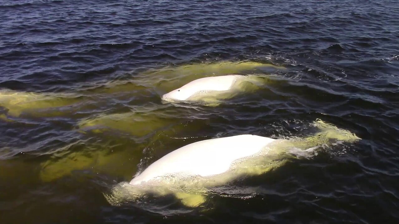 Polar Bears, Beluga Whales, Foxes, and Sled Dogs in Churchill, Manitoba ...
