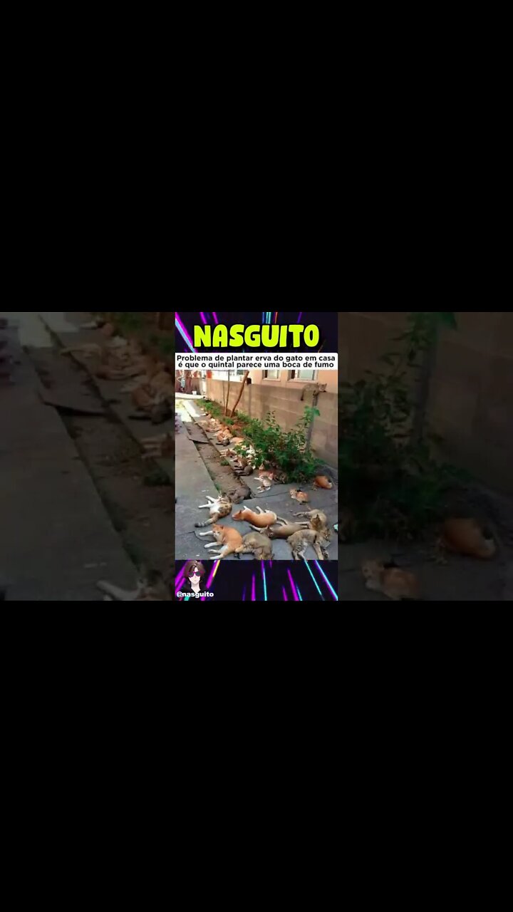 Memes em imagens - ERVA DE GATO #shorts