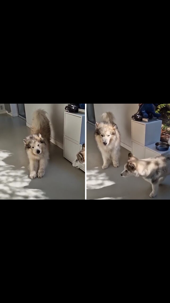 Malamute pups melodiously 'awoo' alongside mom's song