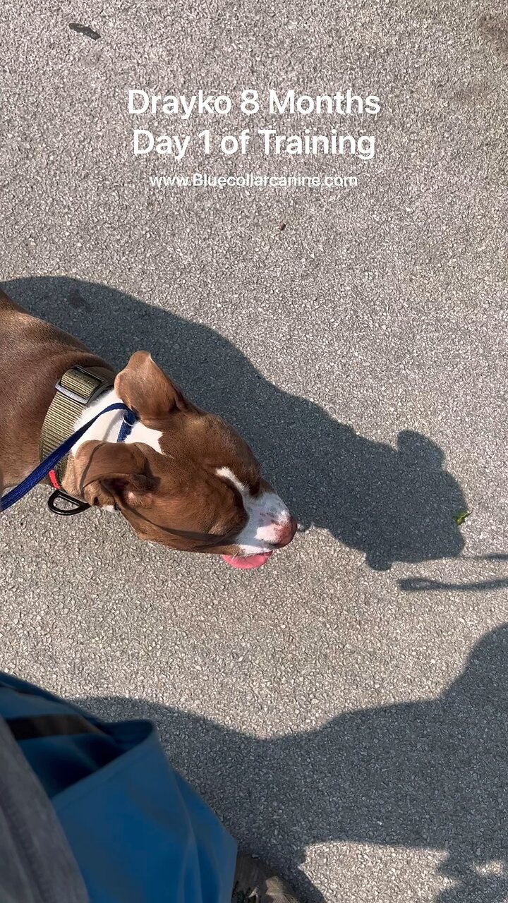 Drayko 8 Months Old - Day 1 of Training